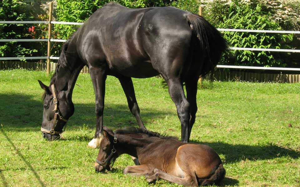 Contact & RDV - Ostéo-Animalia