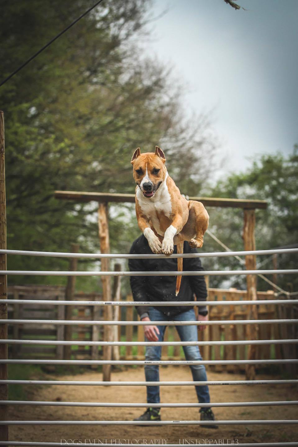 Quand consulter ? - Ostéo-Animalia