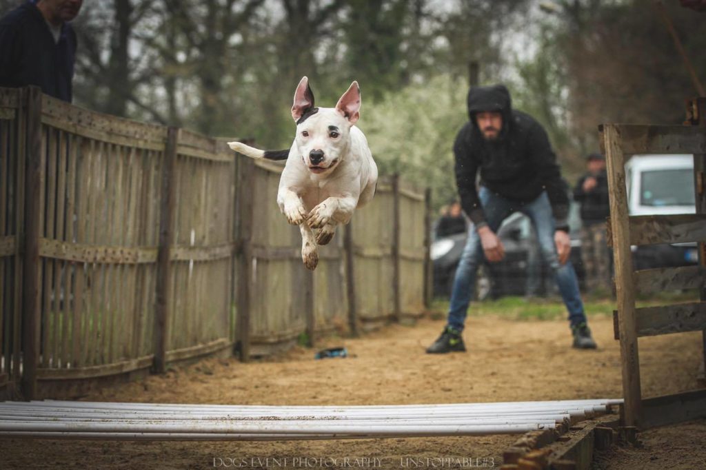 Quand consulter ? - Ostéo-Animalia