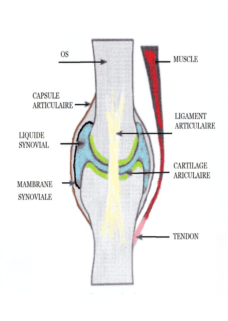 Le métier – c’est quoi ? - Ostéo-Animalia