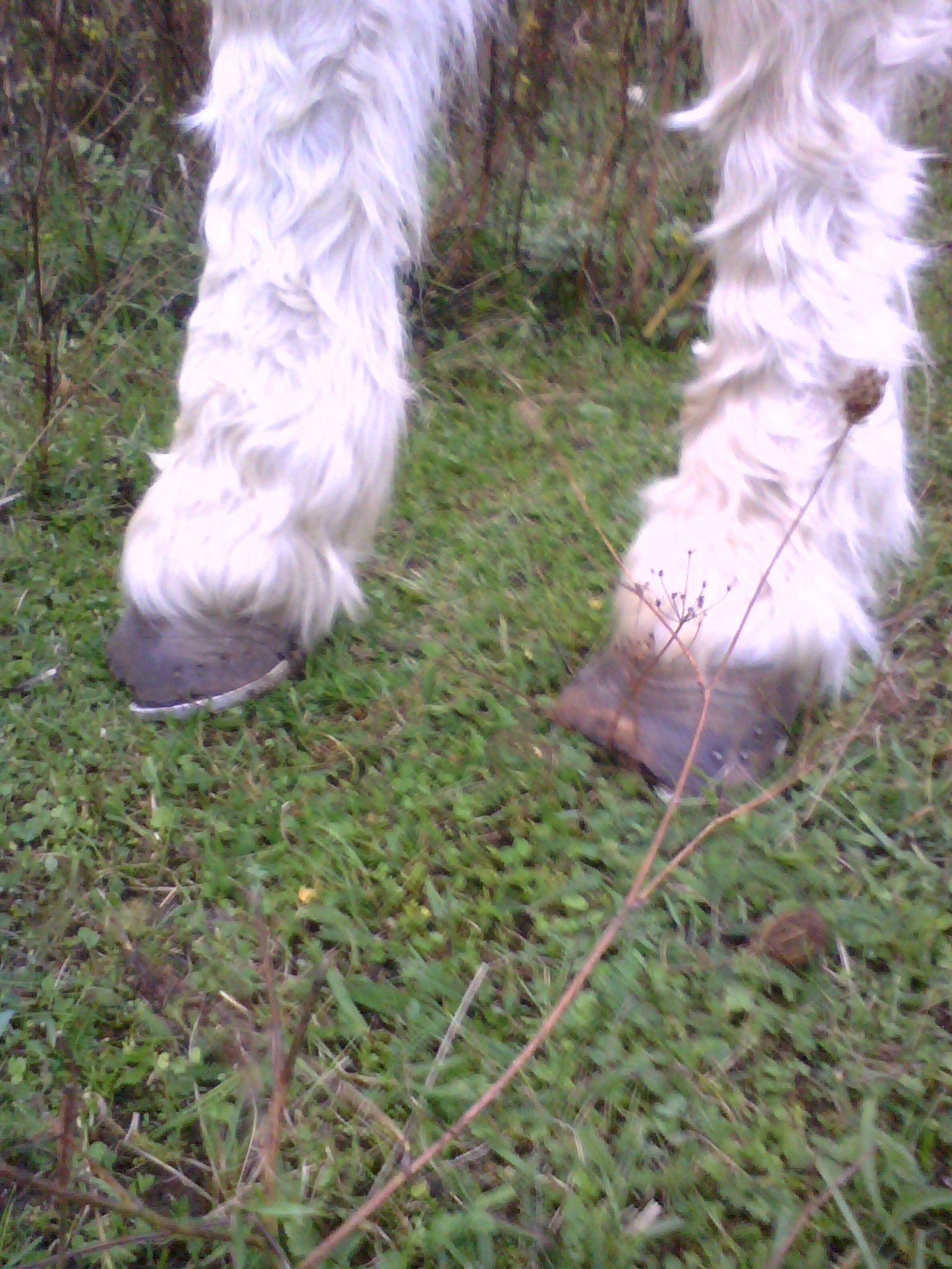 Les pathologies - Ostéo-Animalia