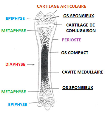 Ostéologie - Ostéo-Animalia