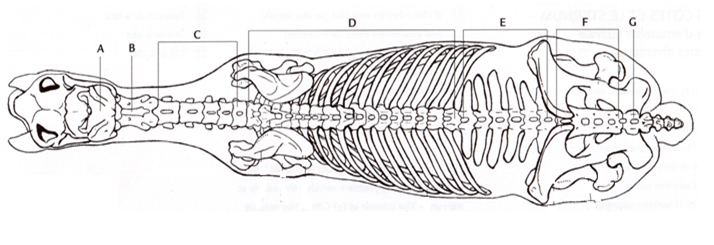 Tous les os du squelette - cheval - Ostéo-Animalia