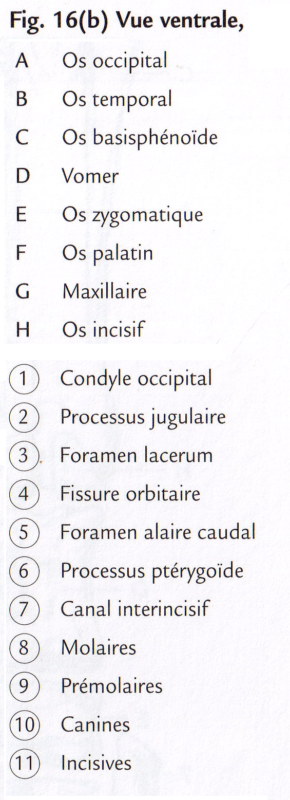 Tous les os du squelette - cheval - Ostéo-Animalia