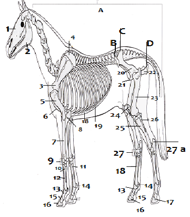 Tous les os du squelette - cheval - Ostéo-Animalia